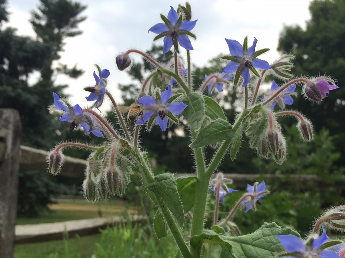 Rooted in History: Borage | Washington Crossing Historic Park