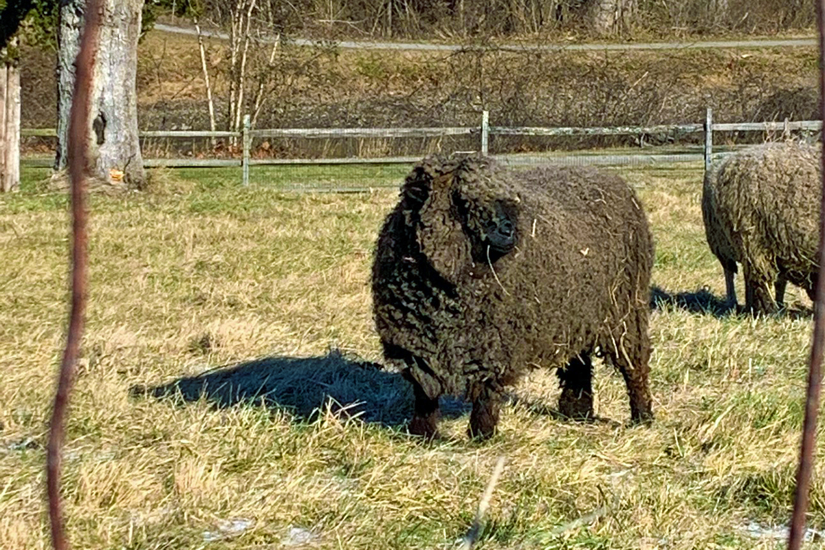 Sponsor a Sheep | Washington Crossing Historic Park