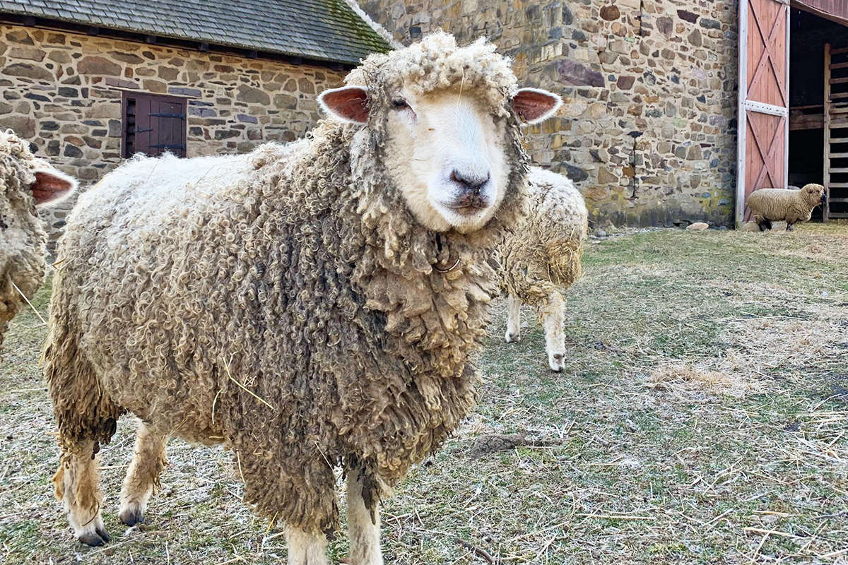 Sponsor a Sheep | Washington Crossing Historic Park