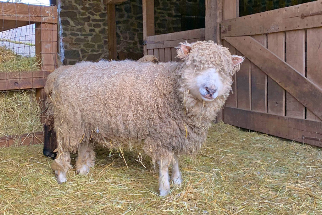 Sponsor a Sheep | Washington Crossing Historic Park