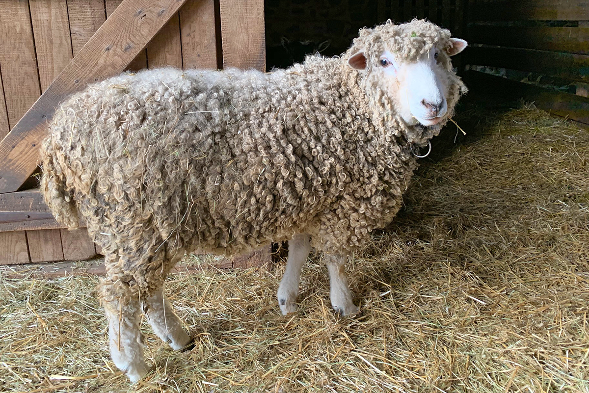 Sponsor a Sheep | Washington Crossing Historic Park