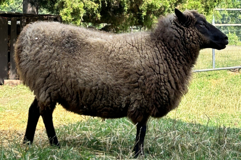 Sponsor a Sheep | Washington Crossing Historic Park