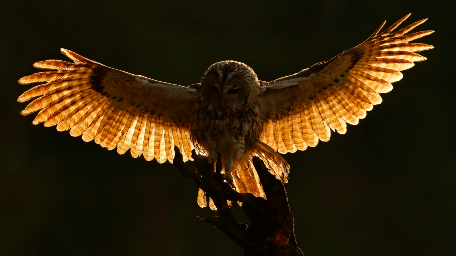 Evening Owl Prowl | Washington Crossing Historic Park