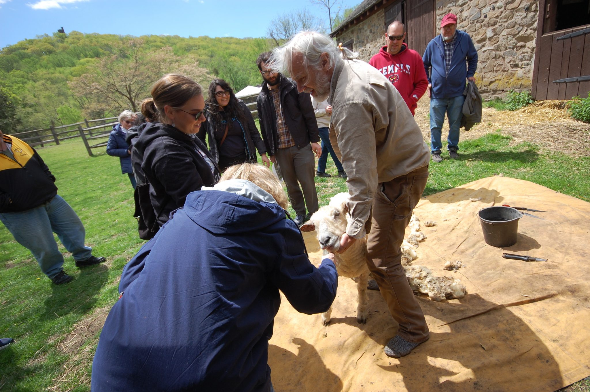 Wheat and Sheep Day 2025 | Washington Crossing Historic Park